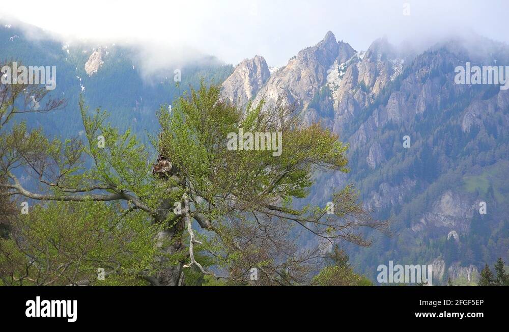 Blue mountains old tree Stock Videos & Footage - HD and 4K Video Clips ...