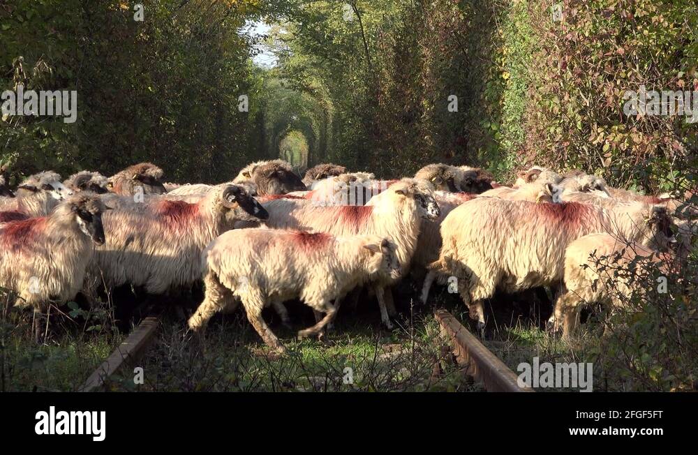 Railway sheep Stock Videos & Footage - HD and 4K Video Clips - Alamy