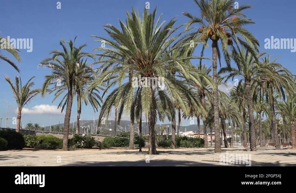 Majorca palm tree Stock Videos & Footage - HD and 4K Video Clips - Alamy
