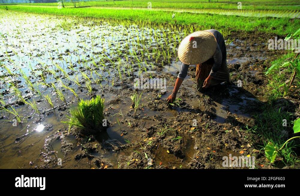 Traditional rice planting Stock Videos & Footage - HD and 4K Video ...