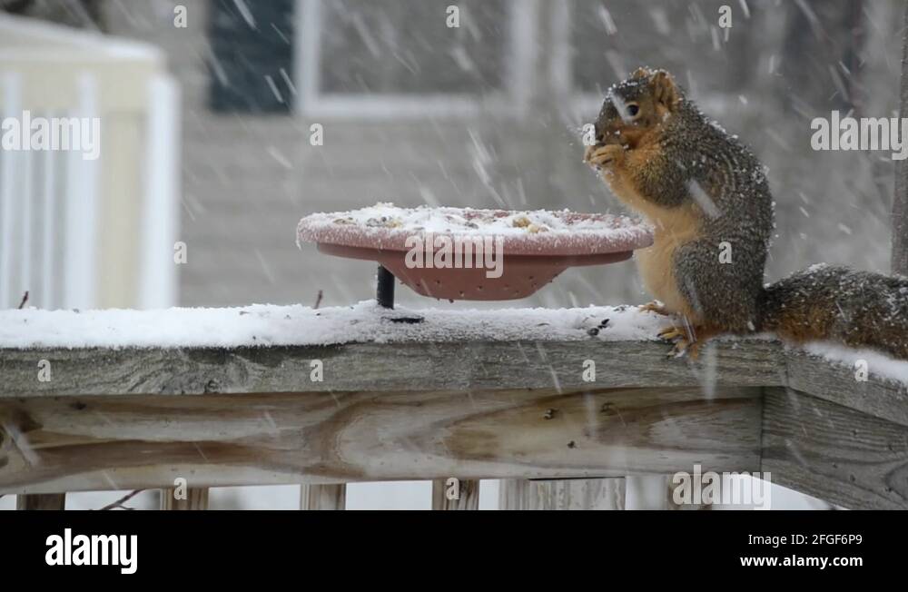 Squirrel gathering nuts Stock Videos & Footage - HD and 4K Video Clips ...
