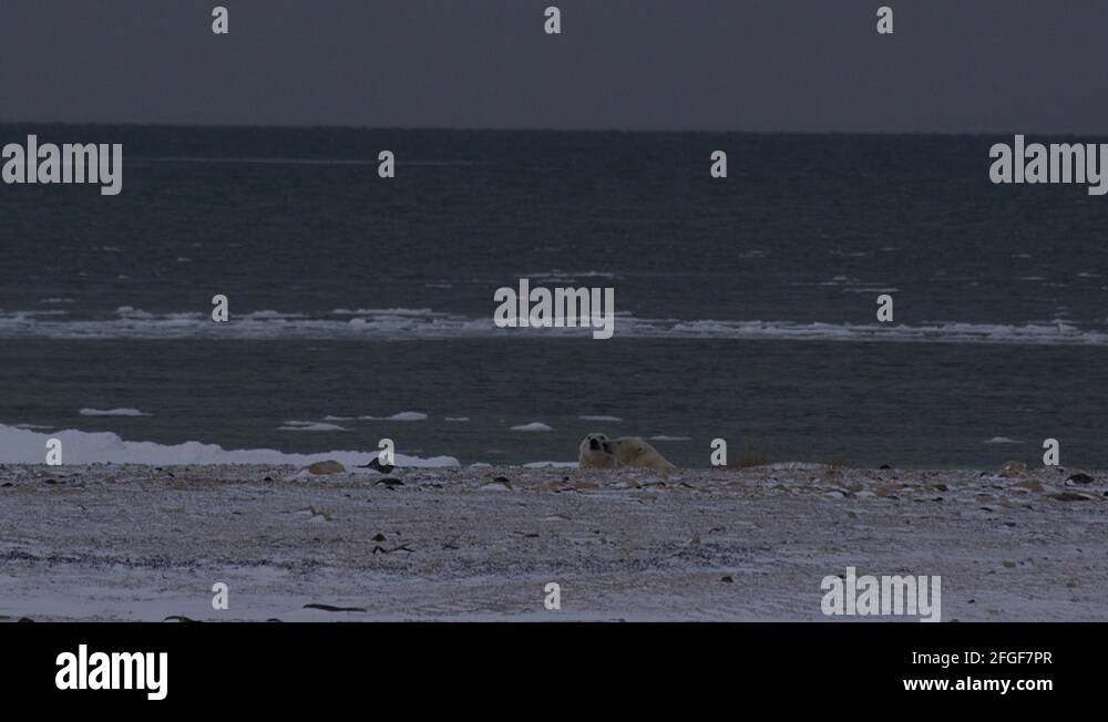 Berm beach coast Stock Videos & Footage - HD and 4K Video Clips - Alamy