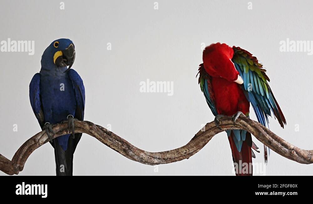 Blue macaw flight Stock Videos & Footage - HD and 4K Video Clips - Alamy