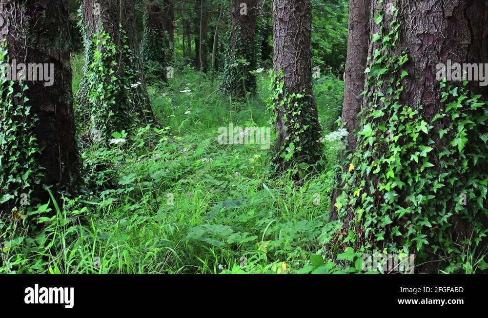 Irish forest ireland Stock Videos & Footage - HD and 4K Video Clips - Alamy