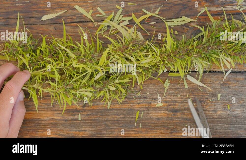 Cannabis Marijuana flower cutting process before drying. top view 4K ...