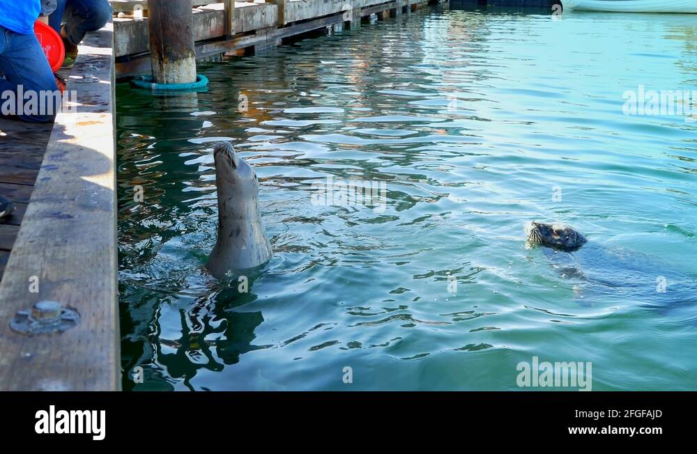 Seal fish Stock Videos & Footage - HD and 4K Video Clips - Alamy