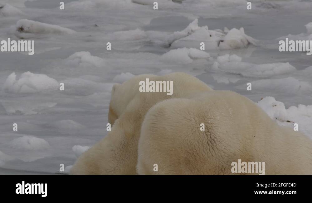 Rump view Stock Videos & Footage - HD and 4K Video Clips - Alamy