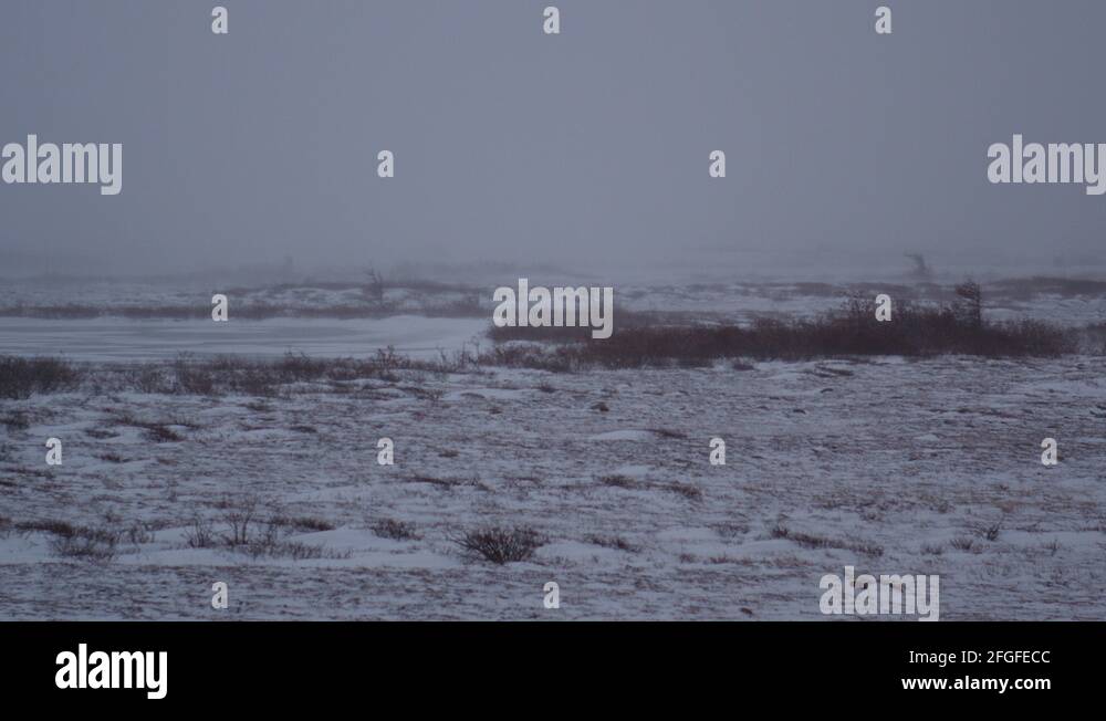 Barren tundra Stock Videos & Footage - HD and 4K Video Clips - Alamy