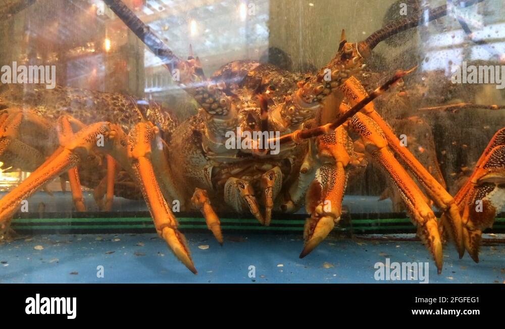 Crustaceans restaurant Stock Videos & Footage - HD and 4K Video Clips ...
