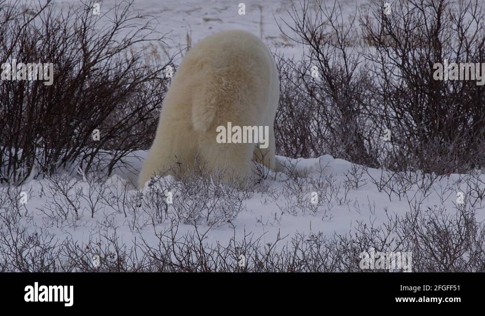 Animal snow face Stock Videos & Footage - HD and 4K Video Clips - Alamy