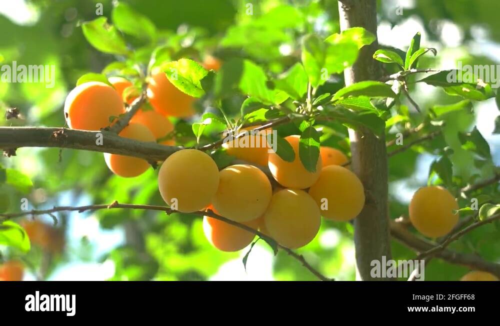 Fruit tree without fruits Stock Videos & Footage - HD and 4K Video ...