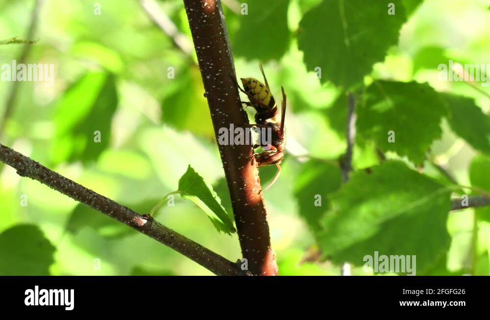 Saw bug Stock Videos & Footage - HD and 4K Video Clips - Alamy