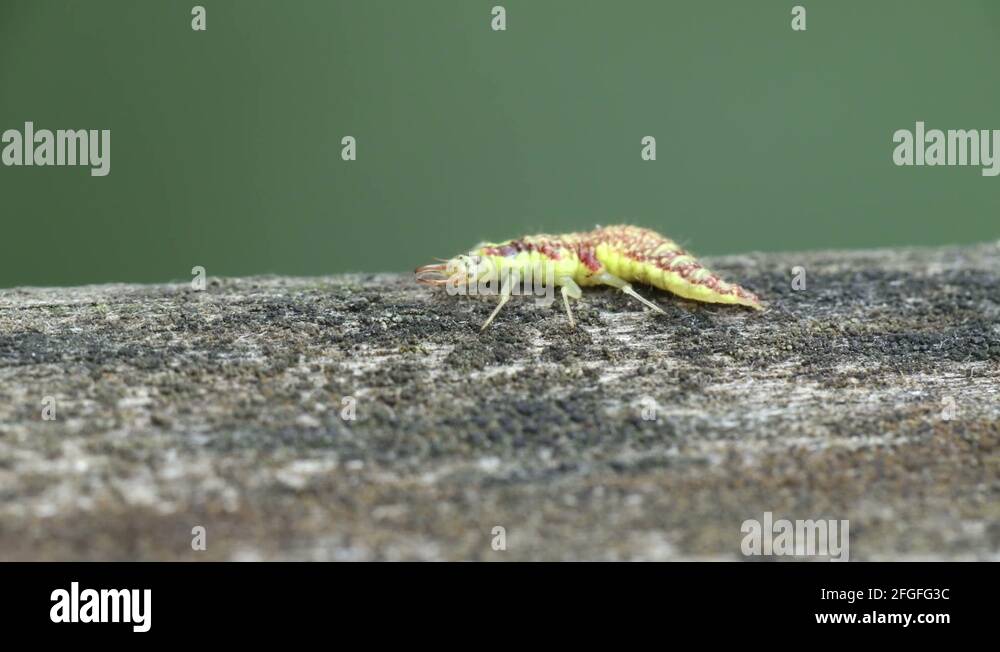 Yellow jaws Stock Videos & Footage - HD and 4K Video Clips - Alamy