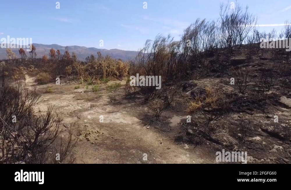 burnt pine tree forest deforestation fire disaster steady shot gimbal ...