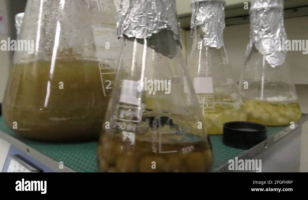 Authentic Lab Erlenmeyer bottles shaking liquid microbial culture Stock ...