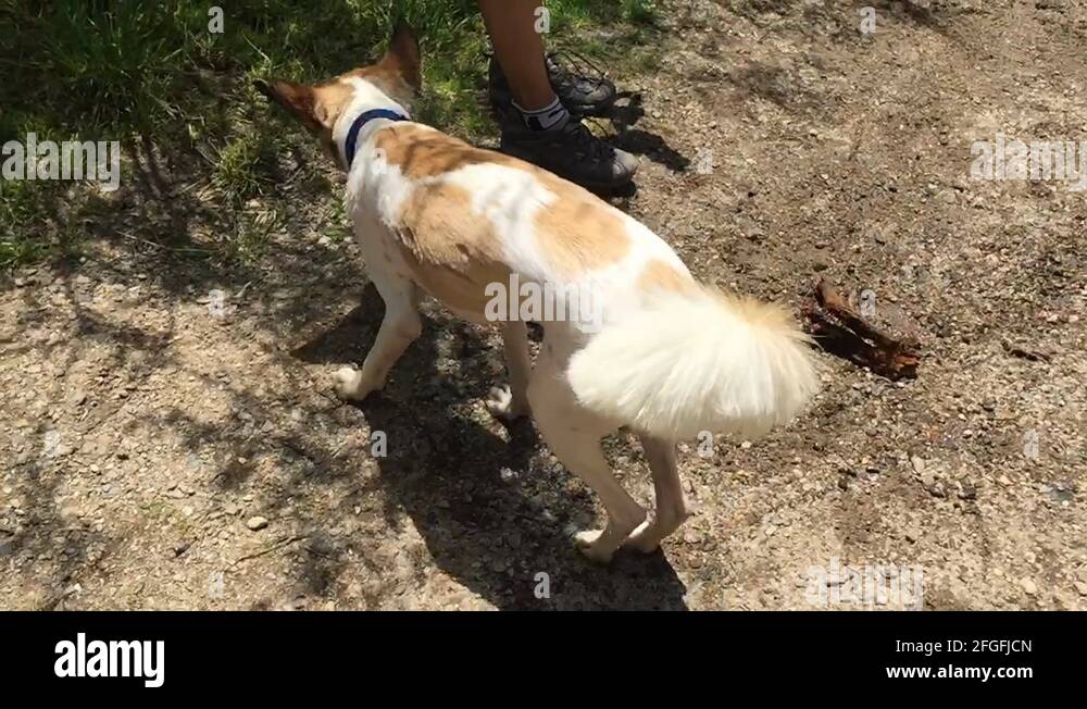 Dog shaking body Stock Videos & Footage - HD and 4K Video Clips - Alamy