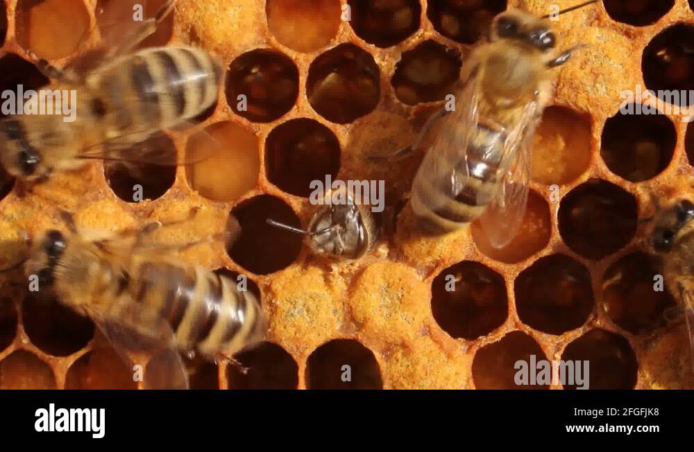 Free birth or natural birth Stock Videos & Footage - HD and 4K Video ...