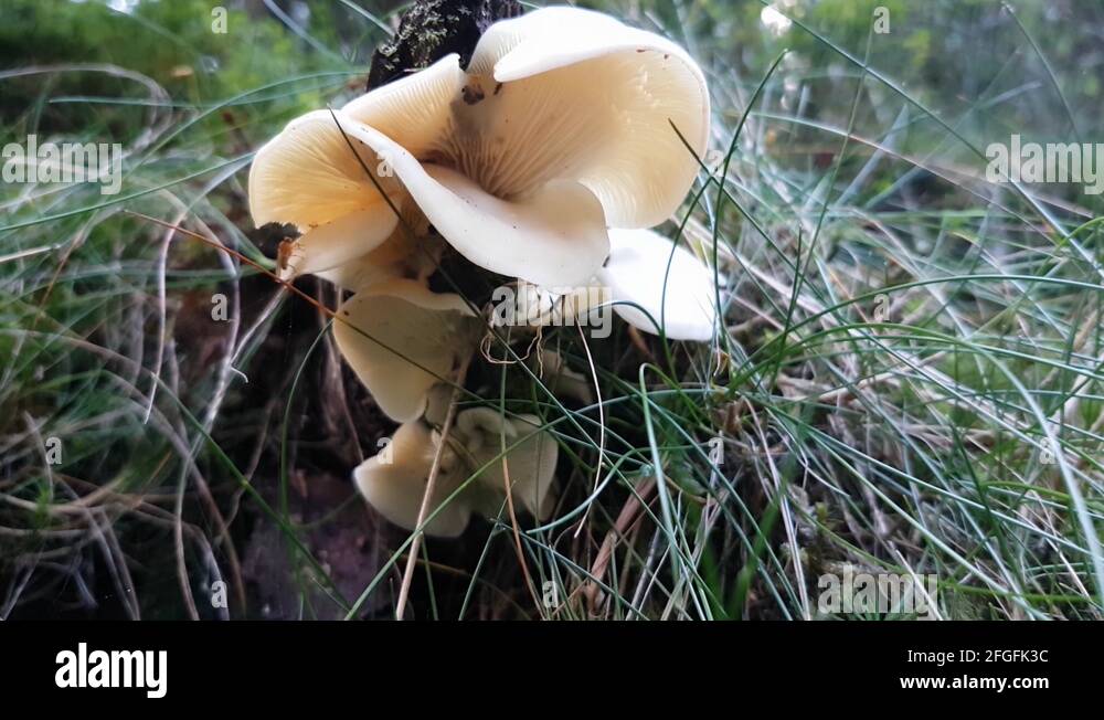 Ground fungi habitat Stock Videos & Footage - HD and 4K Video Clips - Alamy