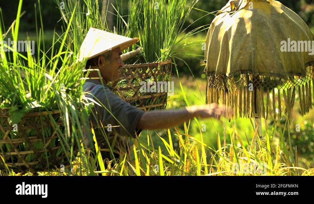 Man carrying rice plants Stock Videos & Footage - HD and 4K Video Clips ...