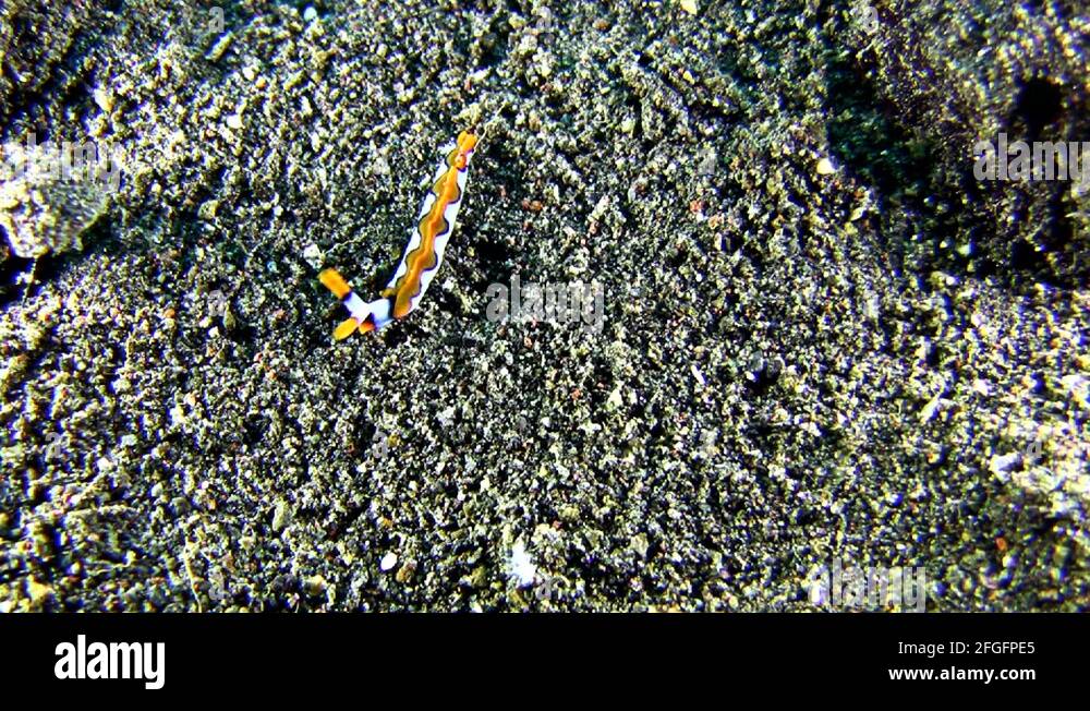 Undula Stock Videos & Footage - HD and 4K Video Clips - Alamy