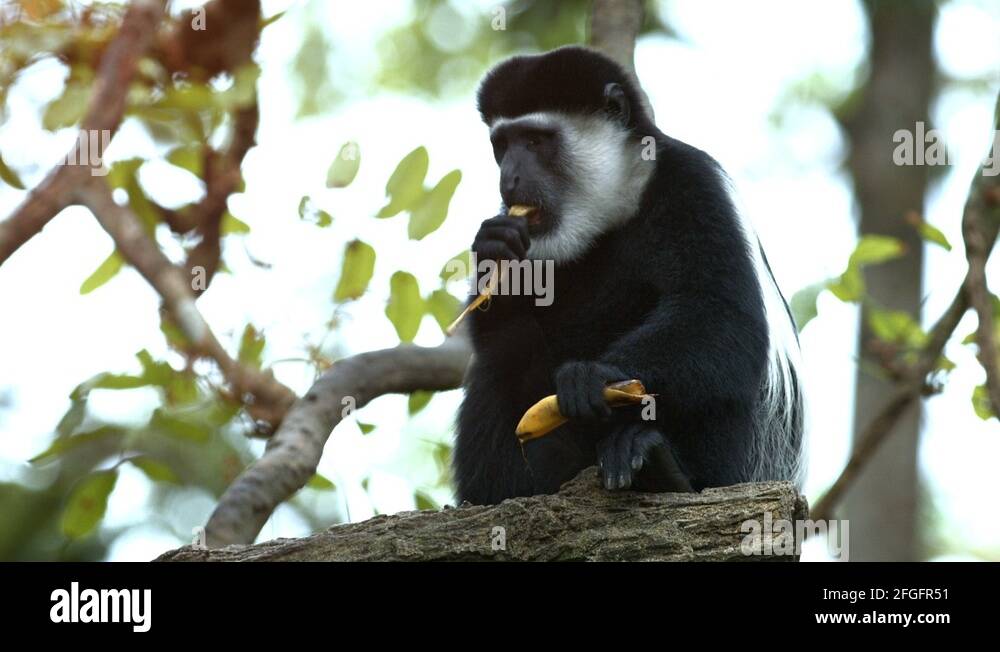 Monkey mantled guereza Stock Videos & Footage - HD and 4K Video Clips ...