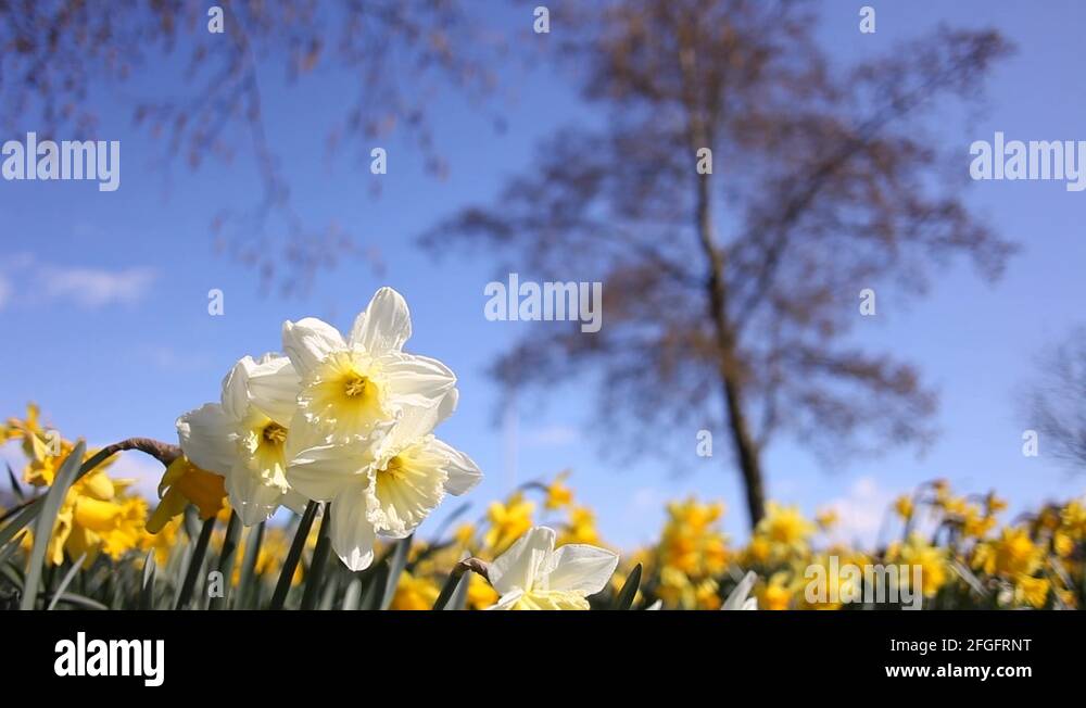 Blossom narcissus tree Stock Videos & Footage - HD and 4K Video Clips ...