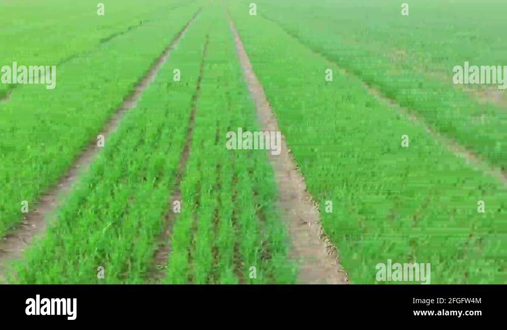 Experimental farm agriculture Stock Videos & Footage - HD and 4K Video ...