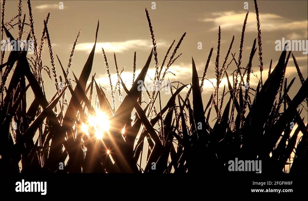 Maize texture Stock Videos & Footage - HD and 4K Video Clips - Alamy