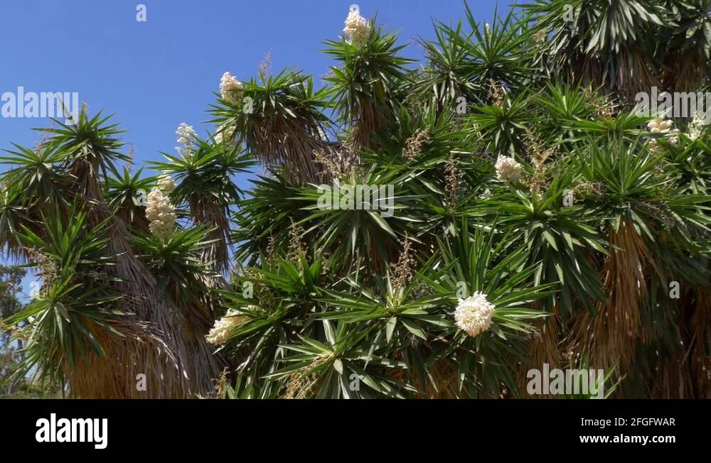 Yucca tree blooming Stock Videos & Footage - HD and 4K Video Clips - Alamy