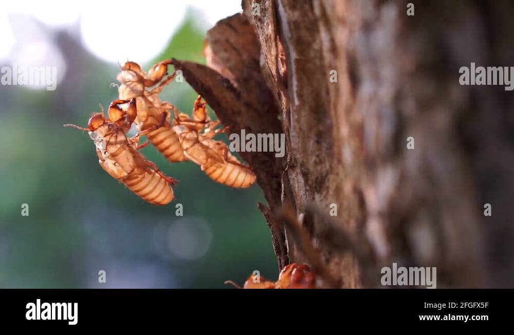 Empty exoskeleton Stock Videos & Footage - HD and 4K Video Clips - Alamy