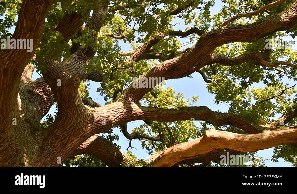 Centuries old tree Stock Videos & Footage - HD and 4K Video Clips - Alamy