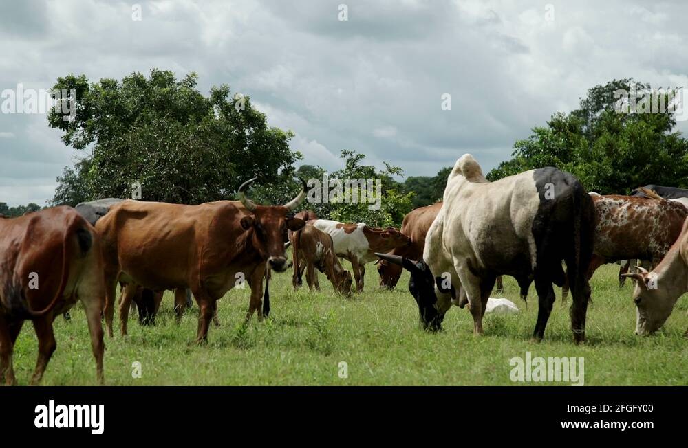 Third world farming Stock Videos & Footage - HD and 4K Video Clips - Alamy