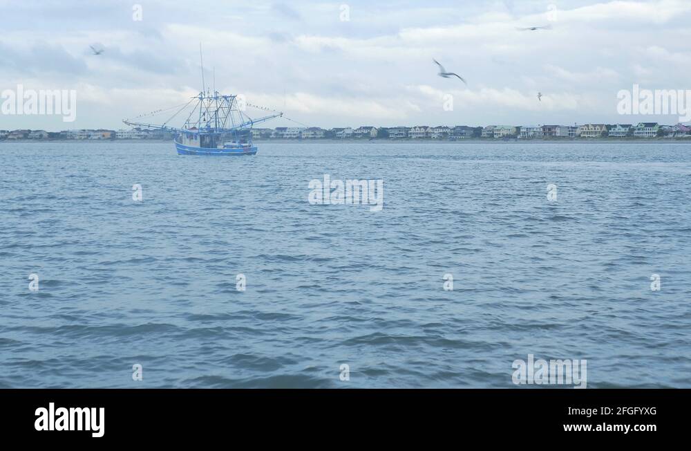 Dolphin caught in nets Stock Videos & Footage - HD and 4K Video Clips ...