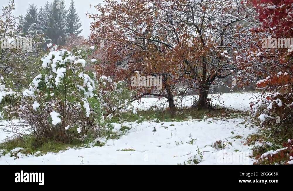 Hawthorn tree winter Stock Videos & Footage - HD and 4K Video Clips - Alamy