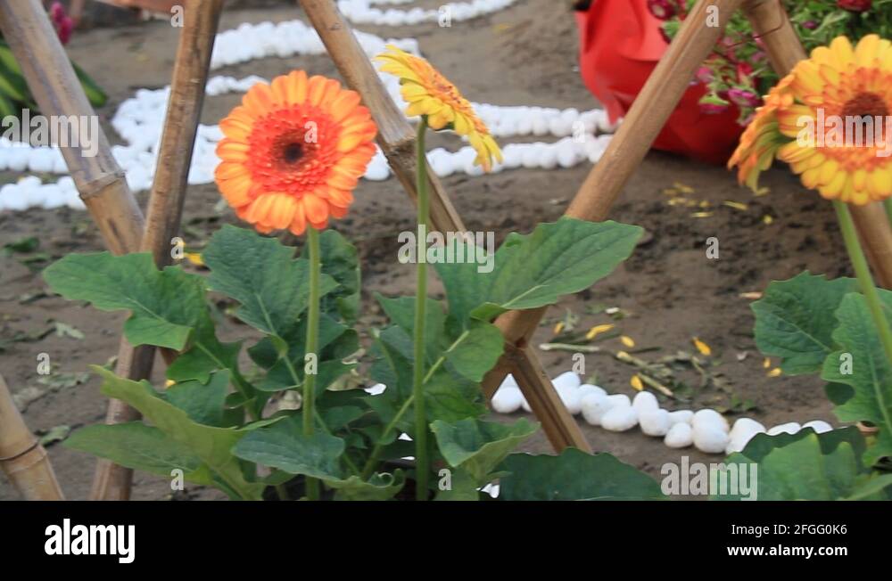 Gerbera farm Stock Videos & Footage - HD and 4K Video Clips - Alamy