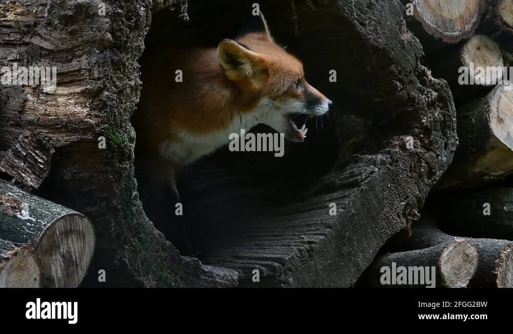 Fox tree uk Stock Videos & Footage - HD and 4K Video Clips - Alamy