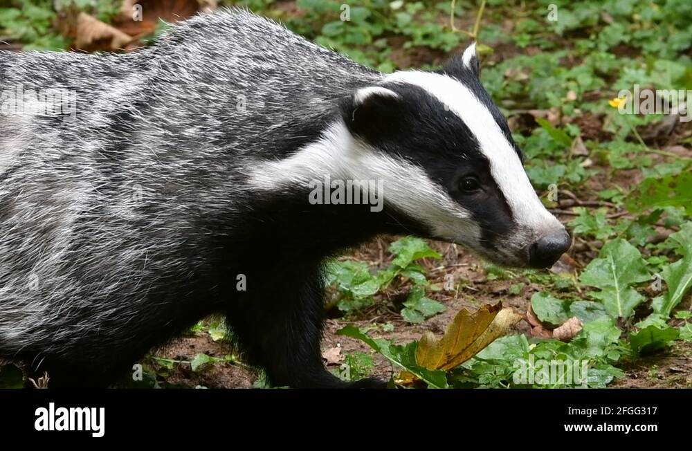 Portrait meles meles Stock Videos & Footage - HD and 4K Video Clips - Alamy