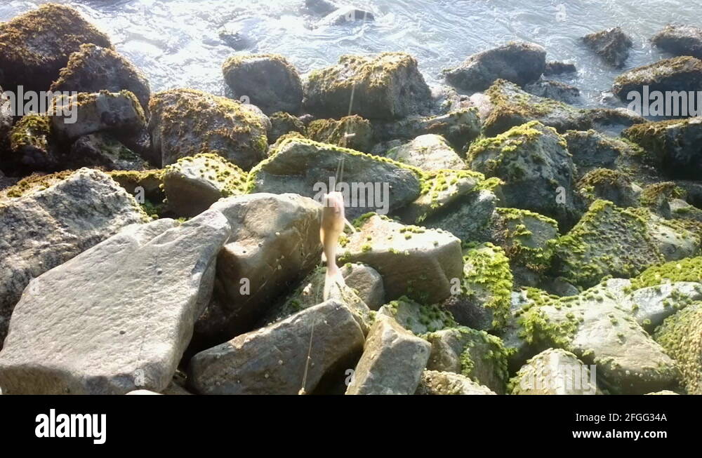 Gaff topsail catfish Stock Videos & Footage - HD and 4K Video Clips - Alamy