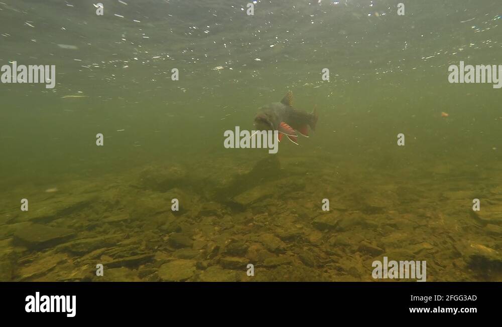 Trout swimming in river Stock Videos & Footage - HD and 4K Video Clips ...