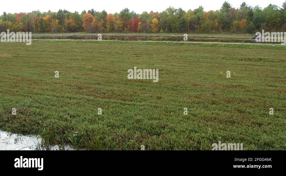 Cranberry farm Stock Videos & Footage - HD and 4K Video Clips - Alamy