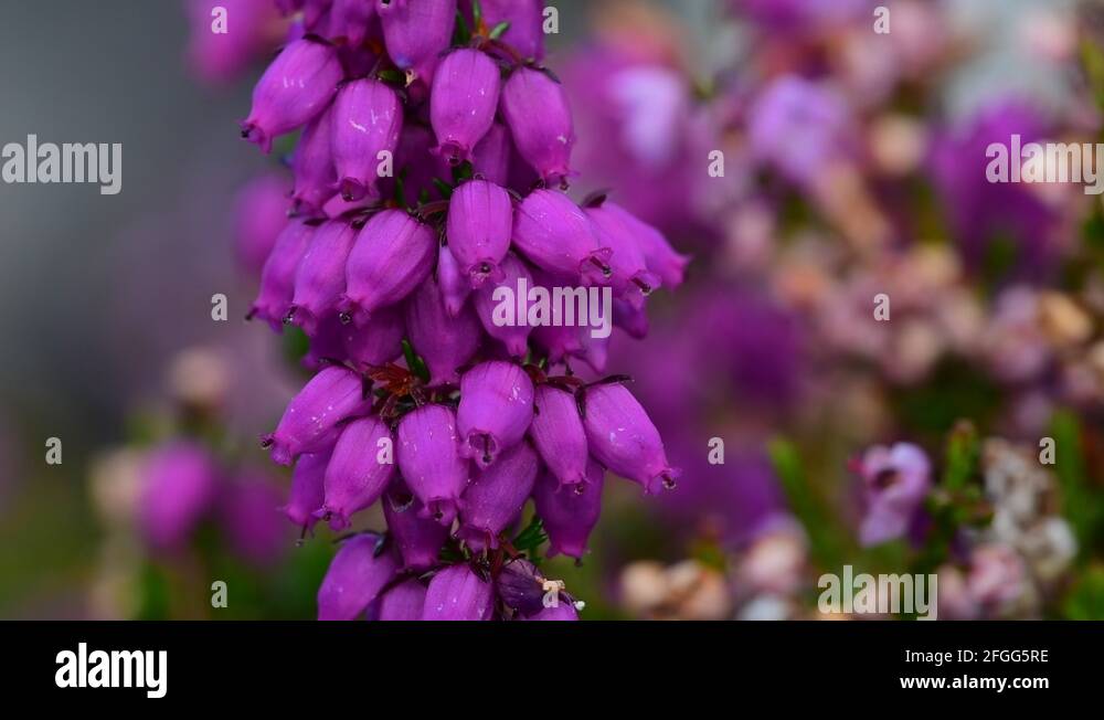 Heather bell Stock Videos & Footage - HD and 4K Video Clips - Alamy