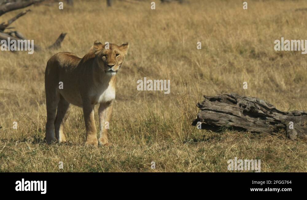 Standing lioness Stock Videos & Footage - HD and 4K Video Clips - Alamy