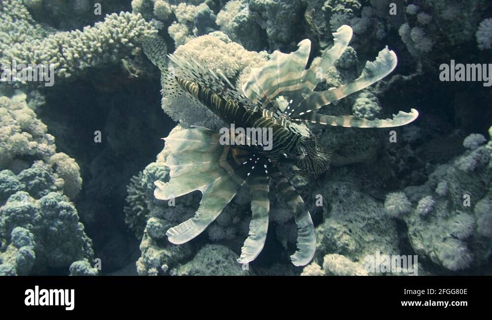 Spiny sea fan coral Stock Videos & Footage - HD and 4K Video Clips - Alamy