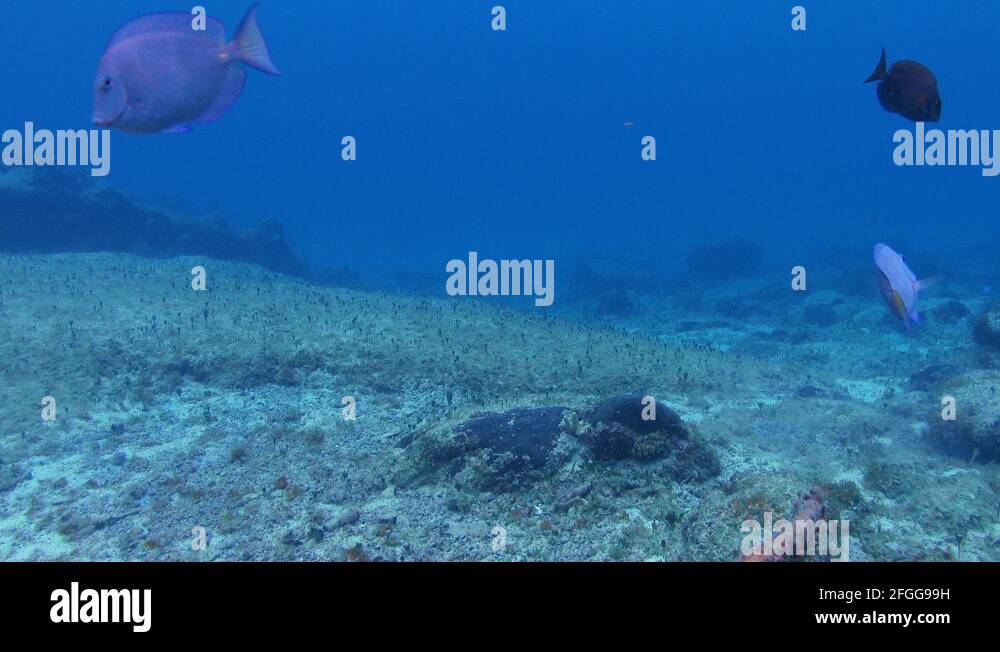 Underwater hill Stock Videos & Footage - HD and 4K Video Clips - Alamy