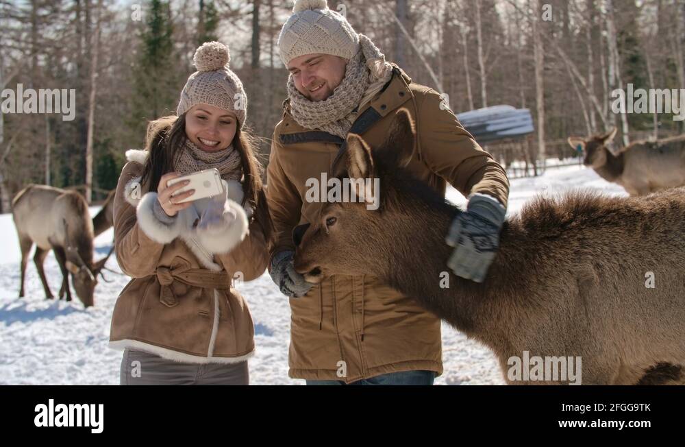 Smart deer Stock Videos & Footage - HD and 4K Video Clips - Alamy