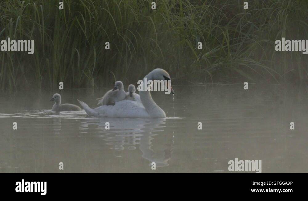 Back of swan Stock Videos & Footage - HD and 4K Video Clips - Alamy