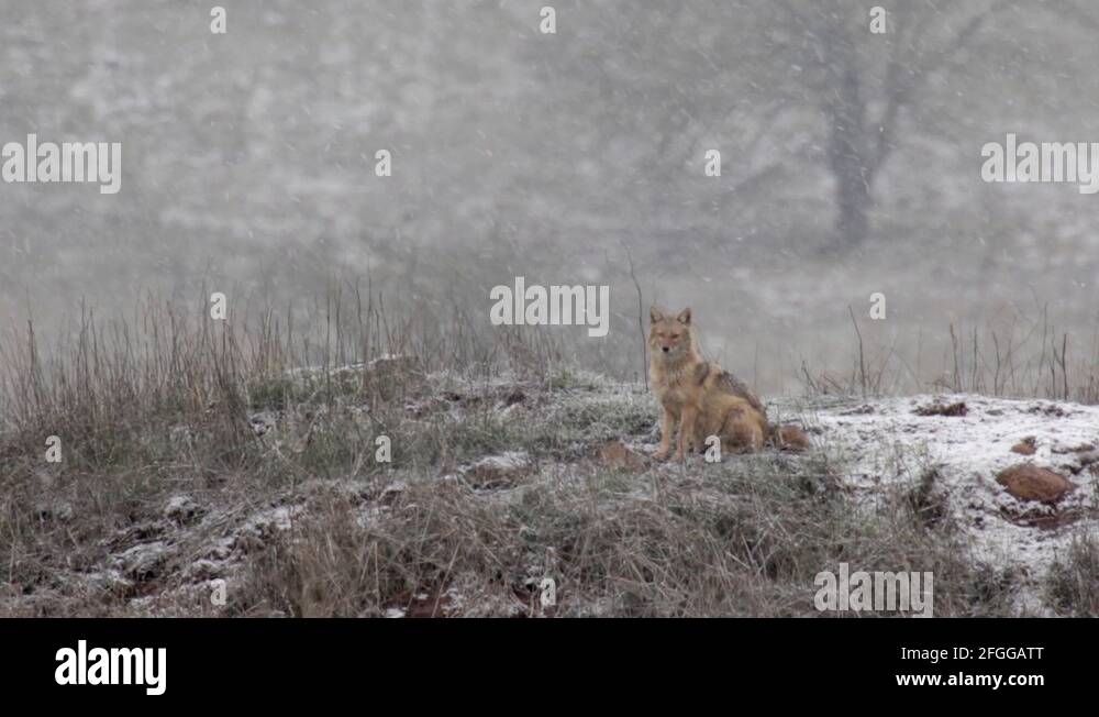 Species of jackal Stock Videos & Footage - HD and 4K Video Clips - Alamy