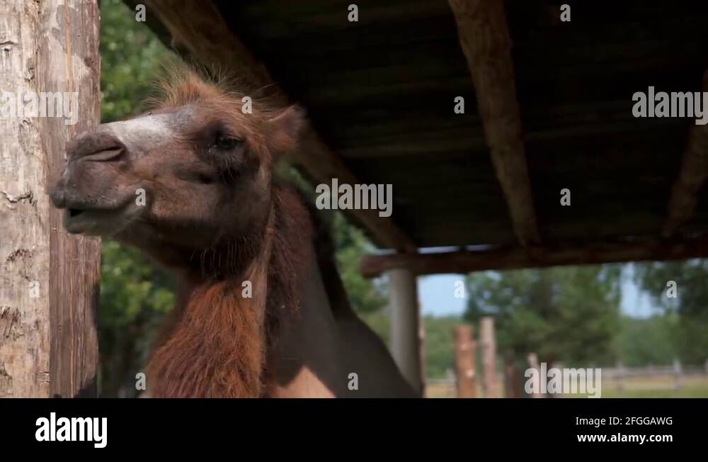 Man feeding camel Stock Videos & Footage - HD and 4K Video Clips - Alamy