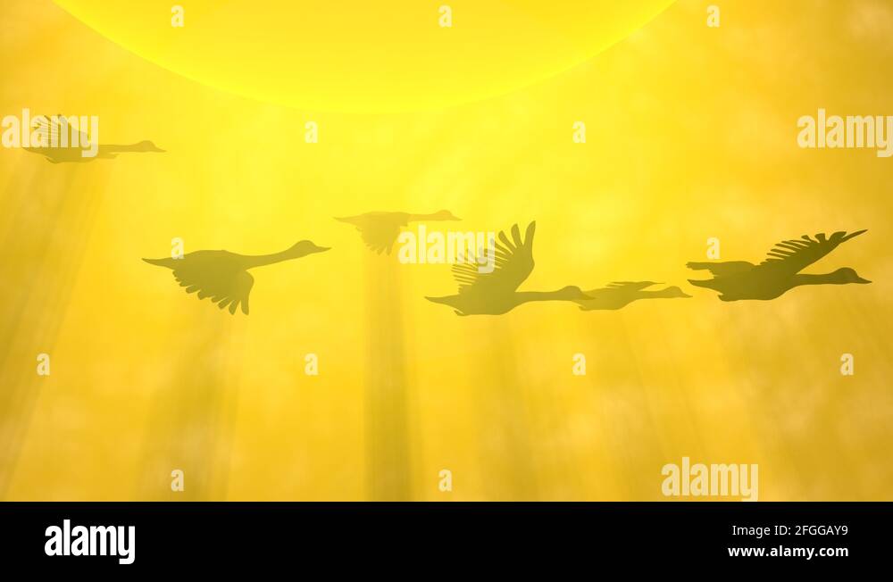 Light beams and birds Stock Videos & Footage - HD and 4K Video Clips ...