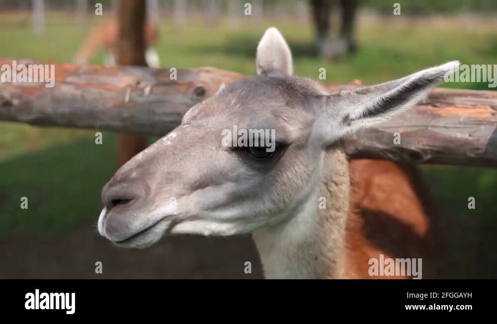 Pretty farmyard Stock Videos & Footage - HD and 4K Video Clips - Alamy